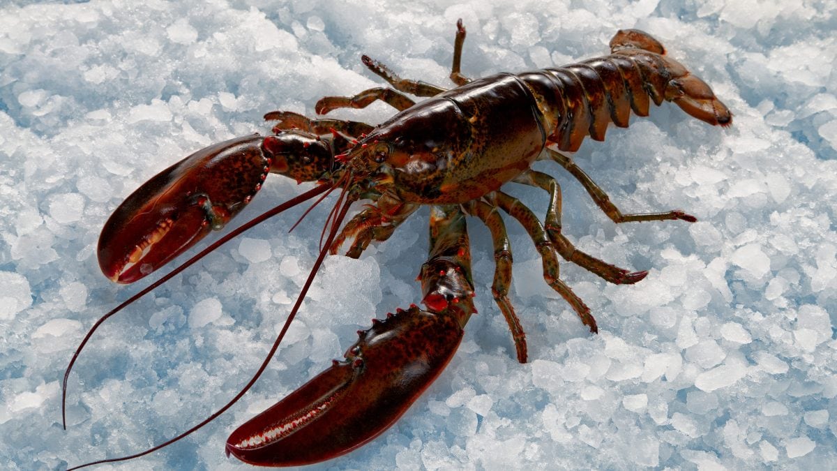 Dalla nostra cucina: Cucinare un astice